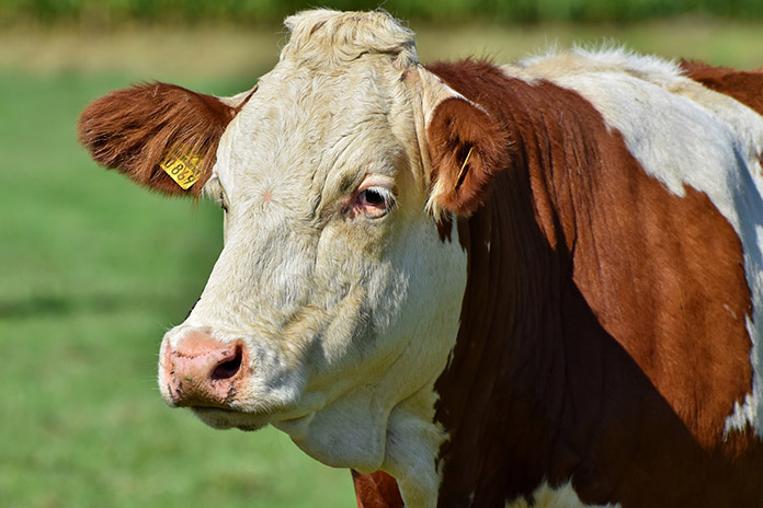 USDA Approves Oregon for a State Meat Inspection Program | Northeast ...