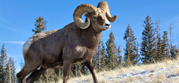 Bighorn Sheep Community Offers $4,500 for Information on Poaching ...