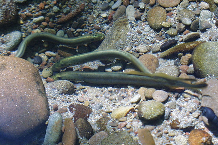 Older Than Dinosaurs, Oregon’s Lampreys Highlighted in Brochure ...