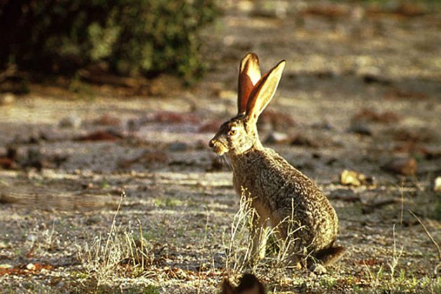 New Detections of Deadly Virus Found in Oregon Wild Rabbits - Northeast ...