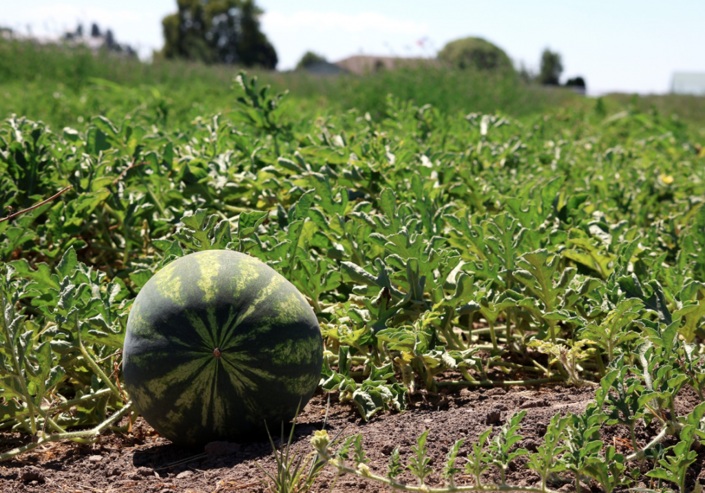 Hermiston watermelon harvest underway at Walchli Farms - Northeast ...