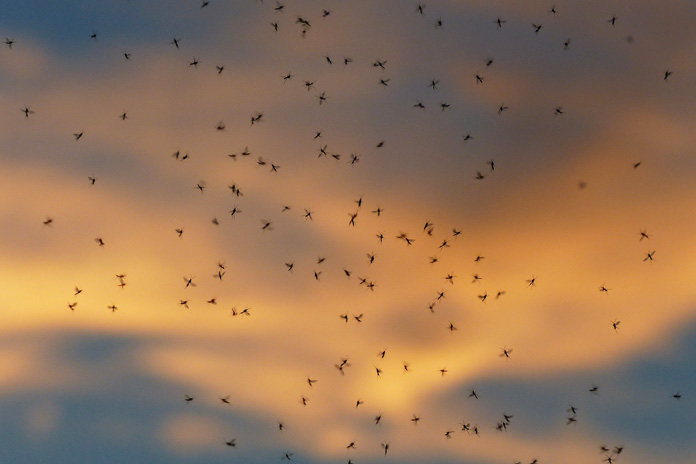 Aerial Spraying to Target Large Numbers of Nuisance Mosquitoes ...