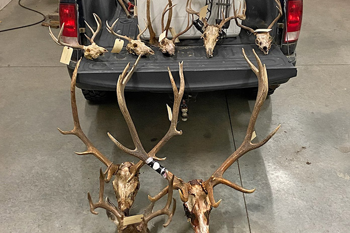 Elk Season is Now Jail Season for Pendleton Man Convicted of Poaching ...