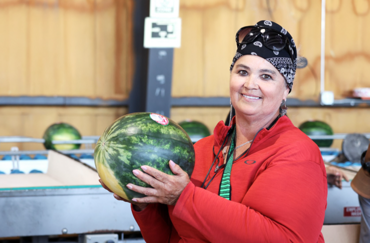 Hermiston watermelon harvest underway at Walchli Farms - Northeast ...