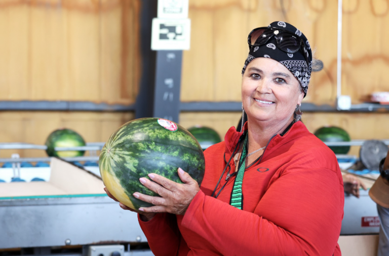Hermiston watermelon harvest underway at Walchli Farms - Northeast ...