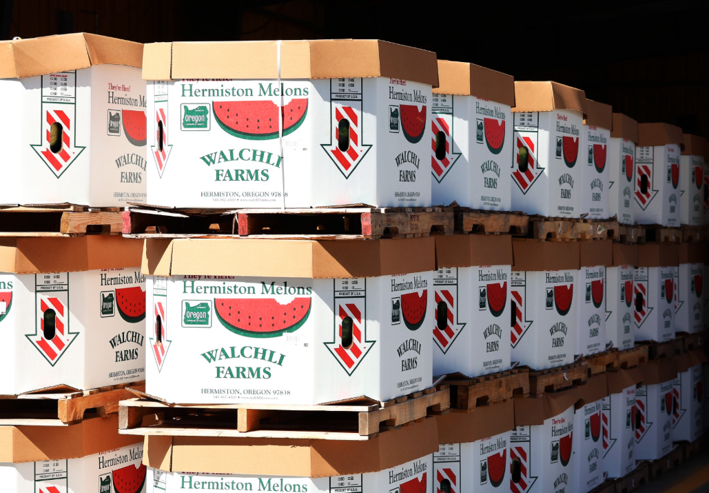 Hermiston watermelon harvest underway at Walchli Farms - Northeast ...