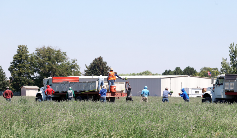 Hermiston watermelon harvest underway at Walchli Farms - Northeast ...
