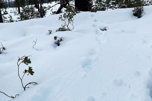 ODFW Confirms Another Rare Sighting of Wolverine in Oregon - Northeast ...