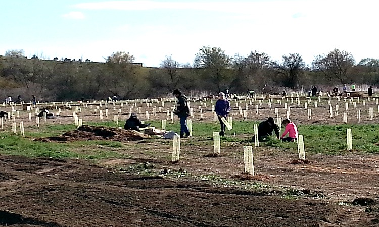Volunteers Plant 7,000 Trees at Oxbow Trail - Northeast Oregon Now