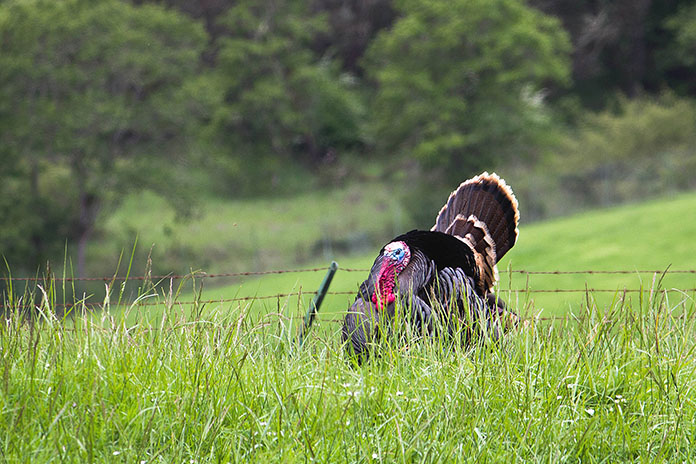 Turkey Hunt by Reservation Program Set to Return for Second Year ...