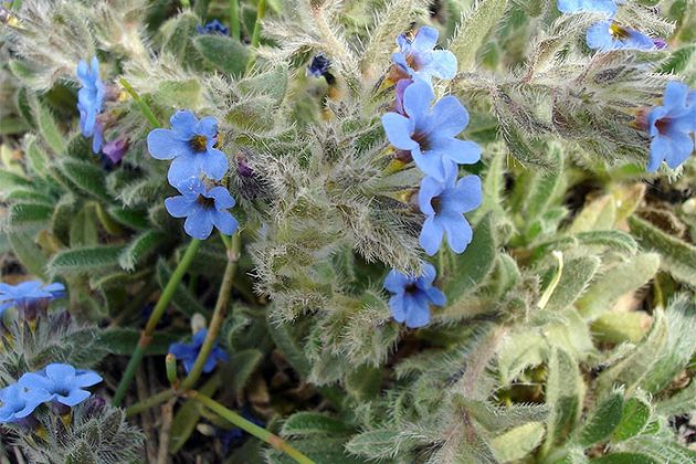 Group Raises Awareness of Invasive Weeds - Northeast Oregon Now