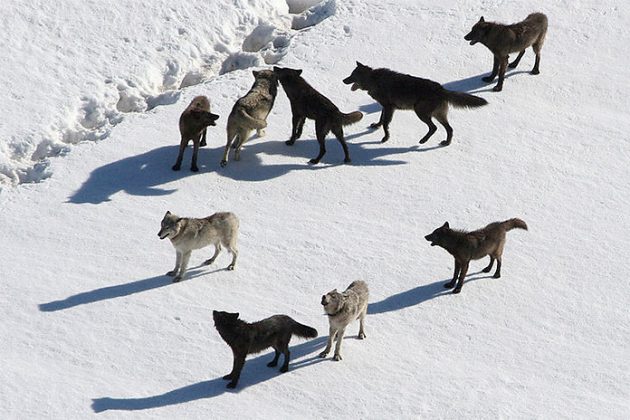 Non-lethal Efforts Fail to Limit Meacham Wolf Pack Depredations ...