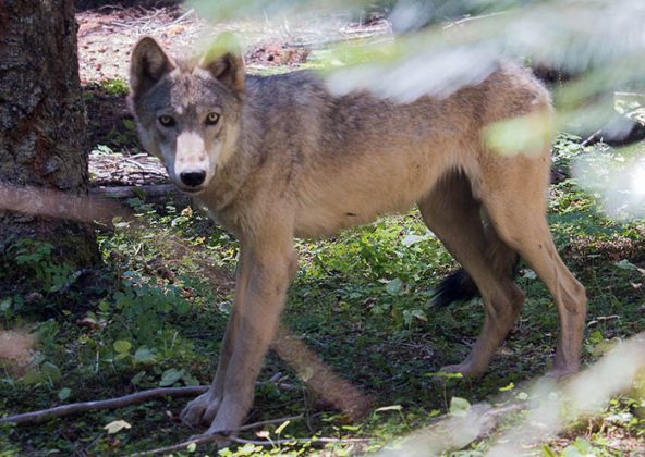 Walden Backs Bill to Delist Gray Wolf - Northeast Oregon Now